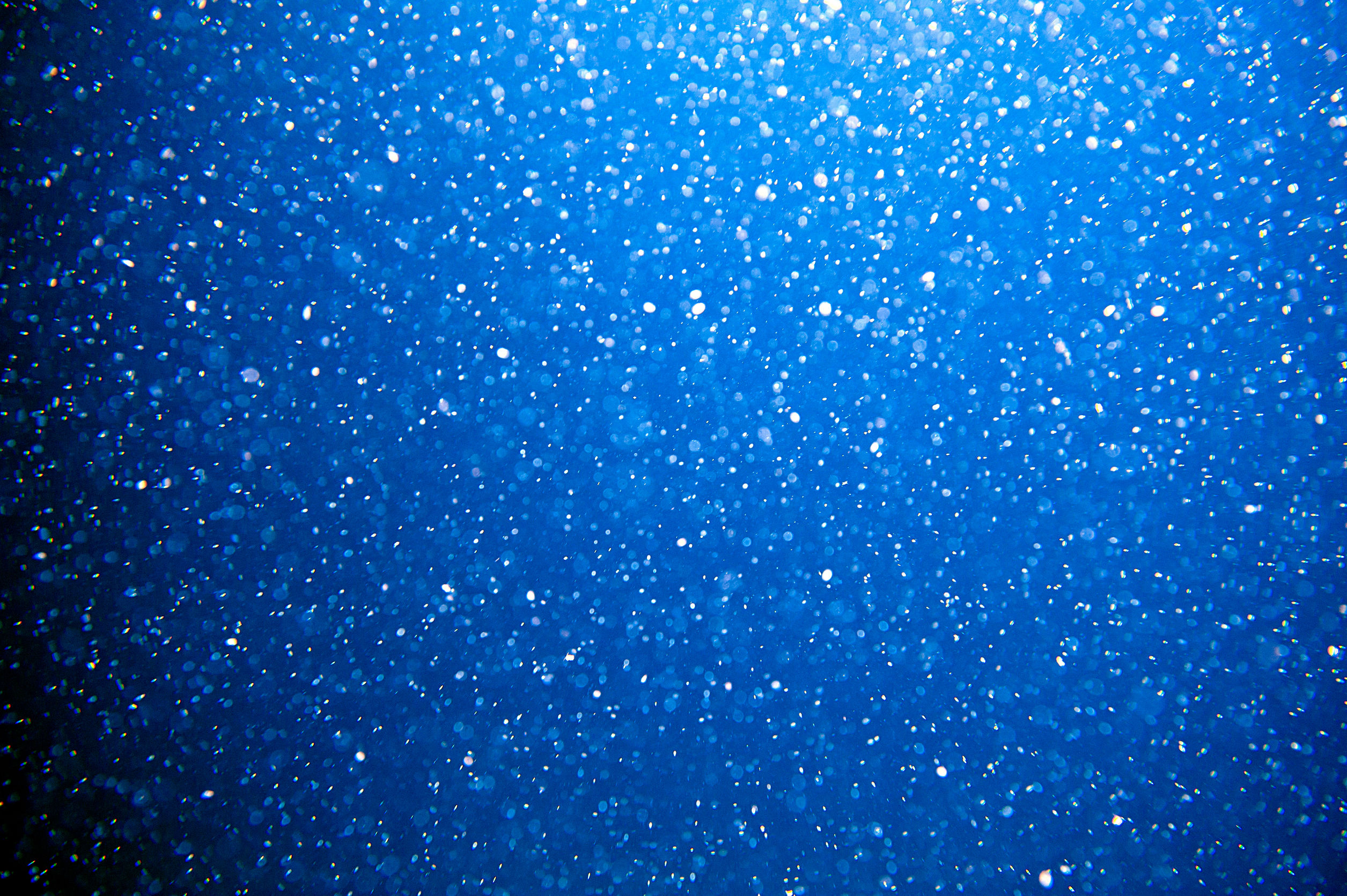 El uso del plancton como nuevo ingrediente en la cocina | Bartalent Lab